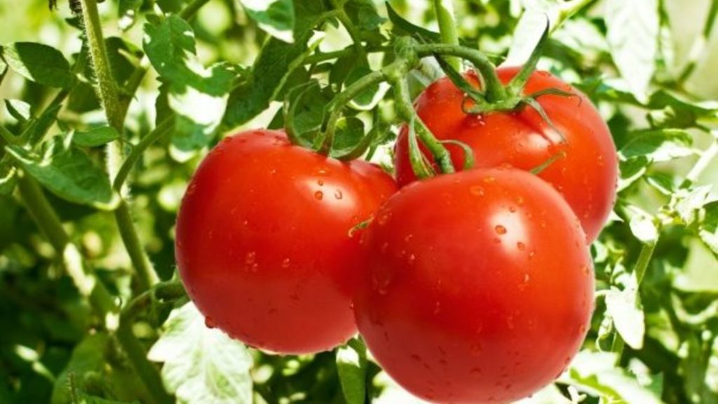 TIPOS, CLASES Y VARIEDADES DEL TOMATE O JITOMATE ROJO