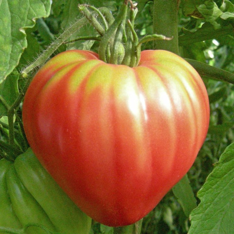 TIPOS, CLASES Y VARIEDADES DEL TOMATE O JITOMATE ROJO