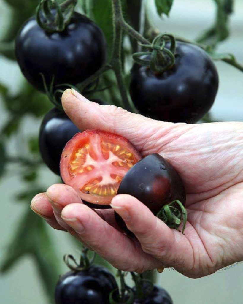 TIPOS, CLASES Y VARIEDADES DEL TOMATE O JITOMATE ROJO