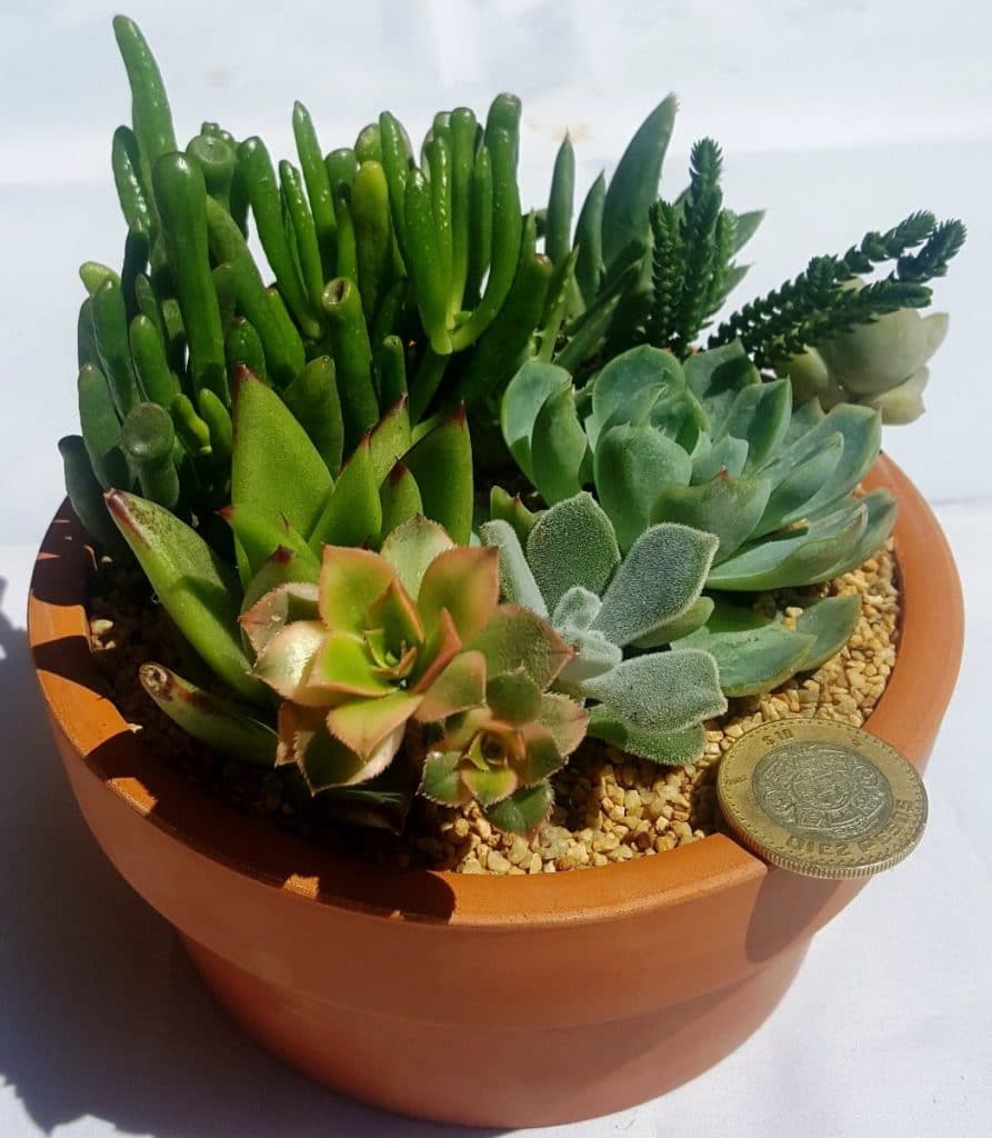 APRENDE CÓMO CULTIVAR UN CACTUS DE INTERIOR, CON ÉXITO