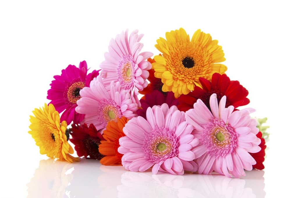 GERBERAS: SIGNIFICADO, CUIDADO,CULTIVO Y MUCHO MÁS