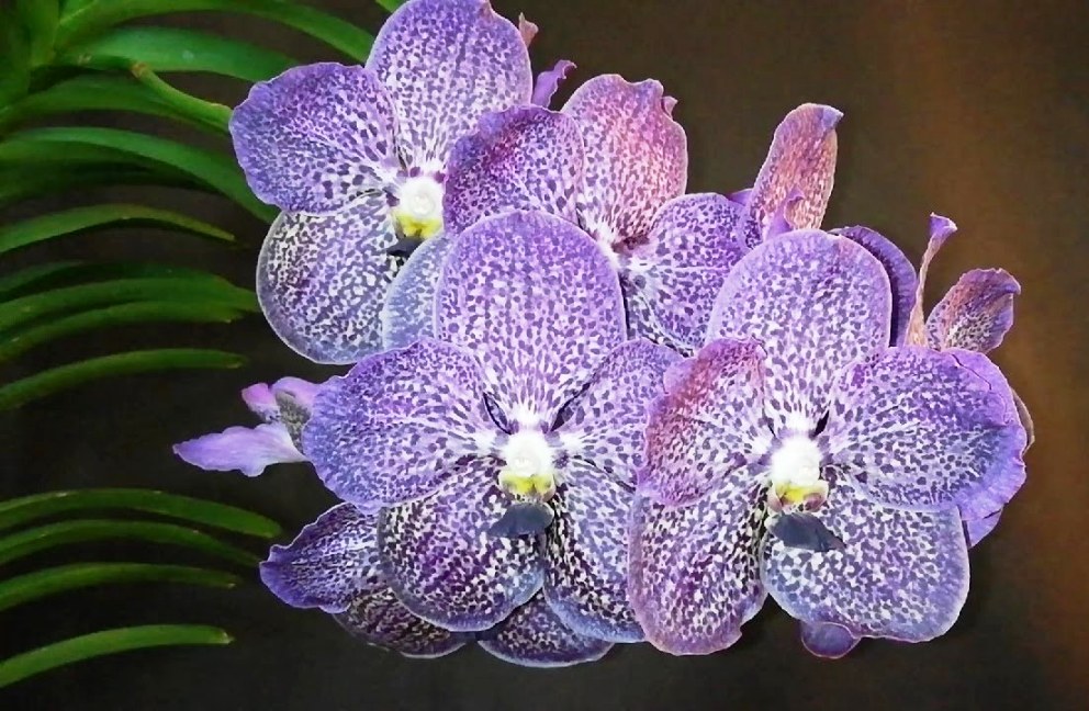 ORQUÍDEA VANDA: Cultivos, cuidados, características y más