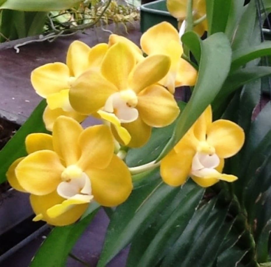 ORQUÍDEA VANDA: Cultivos, cuidados, características y más