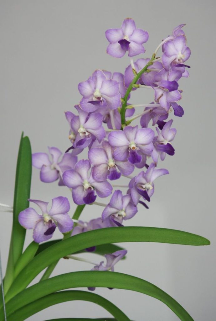 ORQUÍDEA VANDA: Cultivos, cuidados, características y más