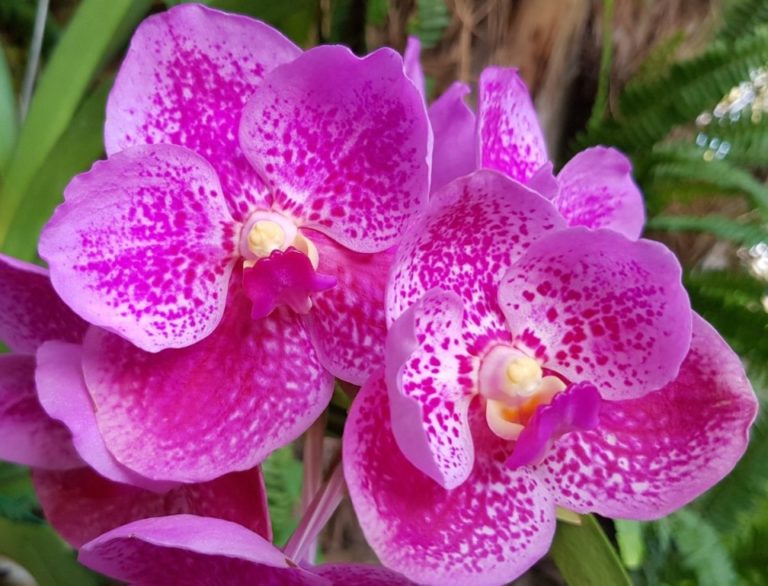 ORQUÍDEA VANDA: Cultivos, cuidados, características y más