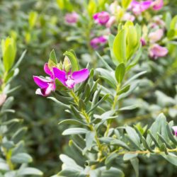 POLYGALA: ¿CÓMO Y CUÁNDO PLANTARLA?, CUIDADOS Y MÁS