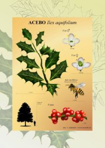 ACEBO: ¿QUÉ ES?, CARACTERÍSTICAS, CUIDADOS Y CULTIVO