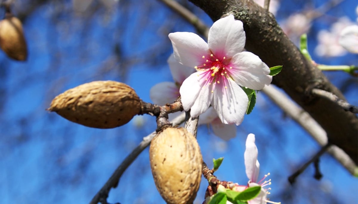ALMENDRO: CARACTERÍSTICAS, CULTIVO, VARIEDADES, CUIDADOS