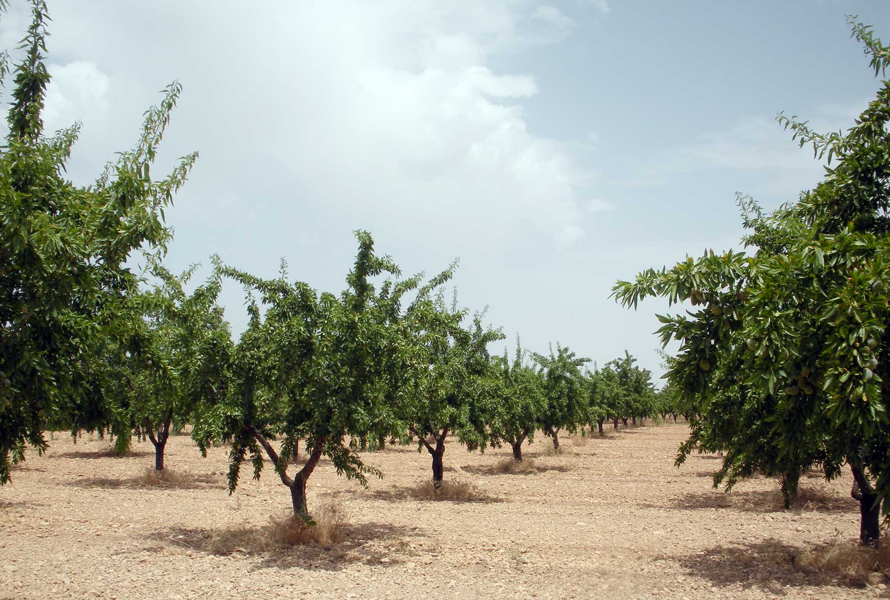 ALMENDRO: CARACTERÍSTICAS, CULTIVO, VARIEDADES, CUIDADOS