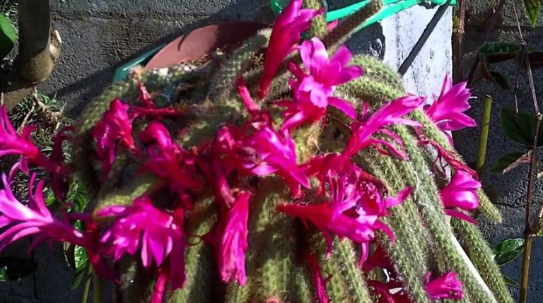 CACTUS CON FLORES: ¿CUÁNTO DURAN?, TIPOS Y MÁS