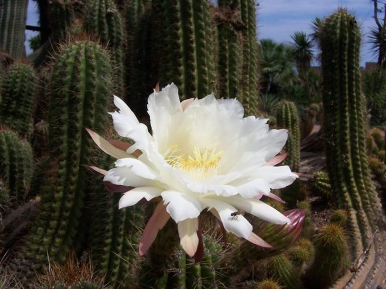 CACTUS CON FLORES: ¿CUÁNTO DURAN?, TIPOS Y MÁS