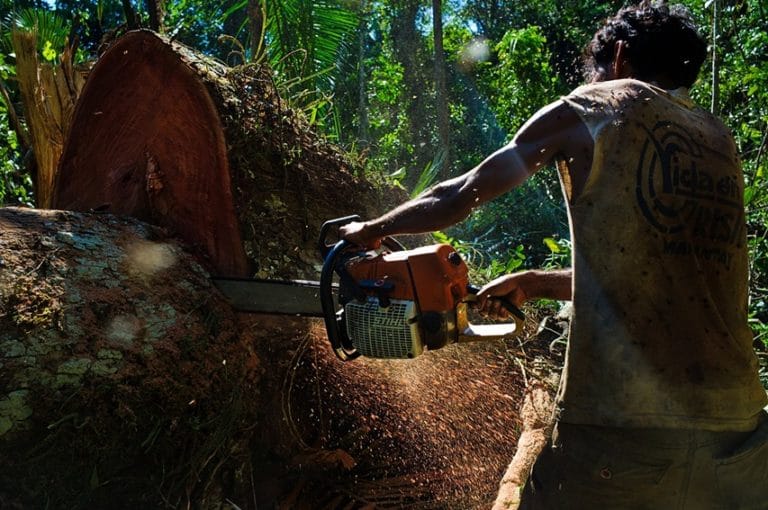 CAOBA: ¿QUÉ ES?, CARACTERÍSTICAS, SIGNIFICADO, Y MÁS