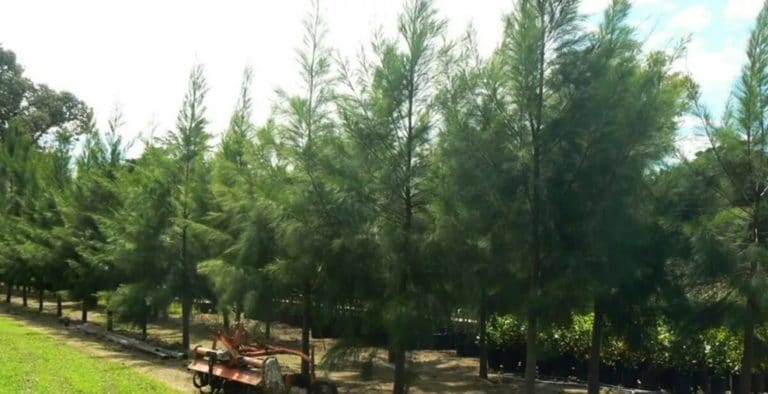 CASUARINA EQUISETIFOLIA: PROPIEDADES, CUIDADOS, CULTIVO