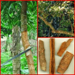 CANELO O DRIMYS WINTERI, UN ARBOL SAGRADO MAPUCHE