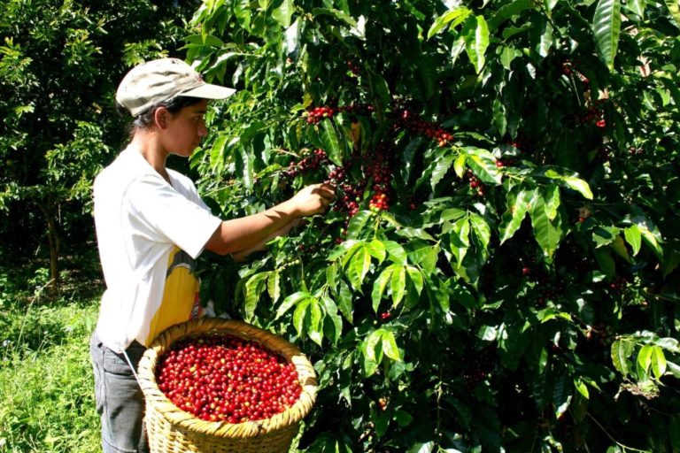 Guía para el CULTIVO DE CAFÉ saludable de Colombia