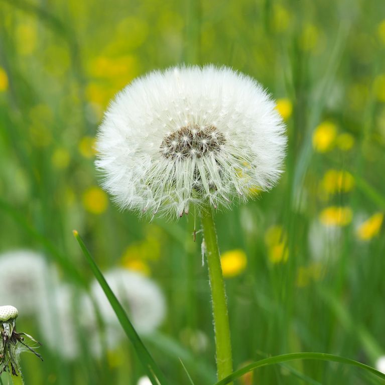 DIENTE DE LEÓN: PROPIEDADES, BENEFICIOS, USOS, Y MÁS
