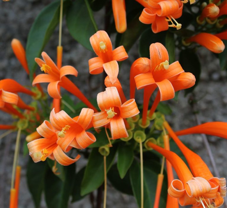 ENREDADERA: CARACTERÍSTICAS, CUIDADOS, ¿CÓMO PLANTAR?