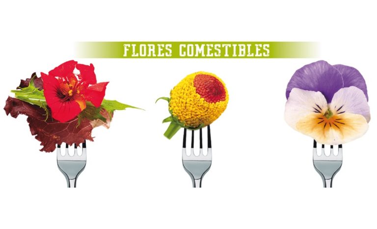 FLORES COMESTIBLES MÁS COMUNES PARA TUS PLATOS AQUÍ