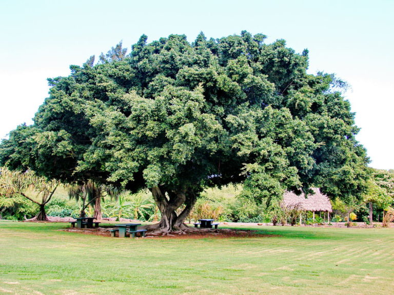 FICUS MICROCARPA: CARACTERISTÍCAS, CUIDADOS Y CULTIVO