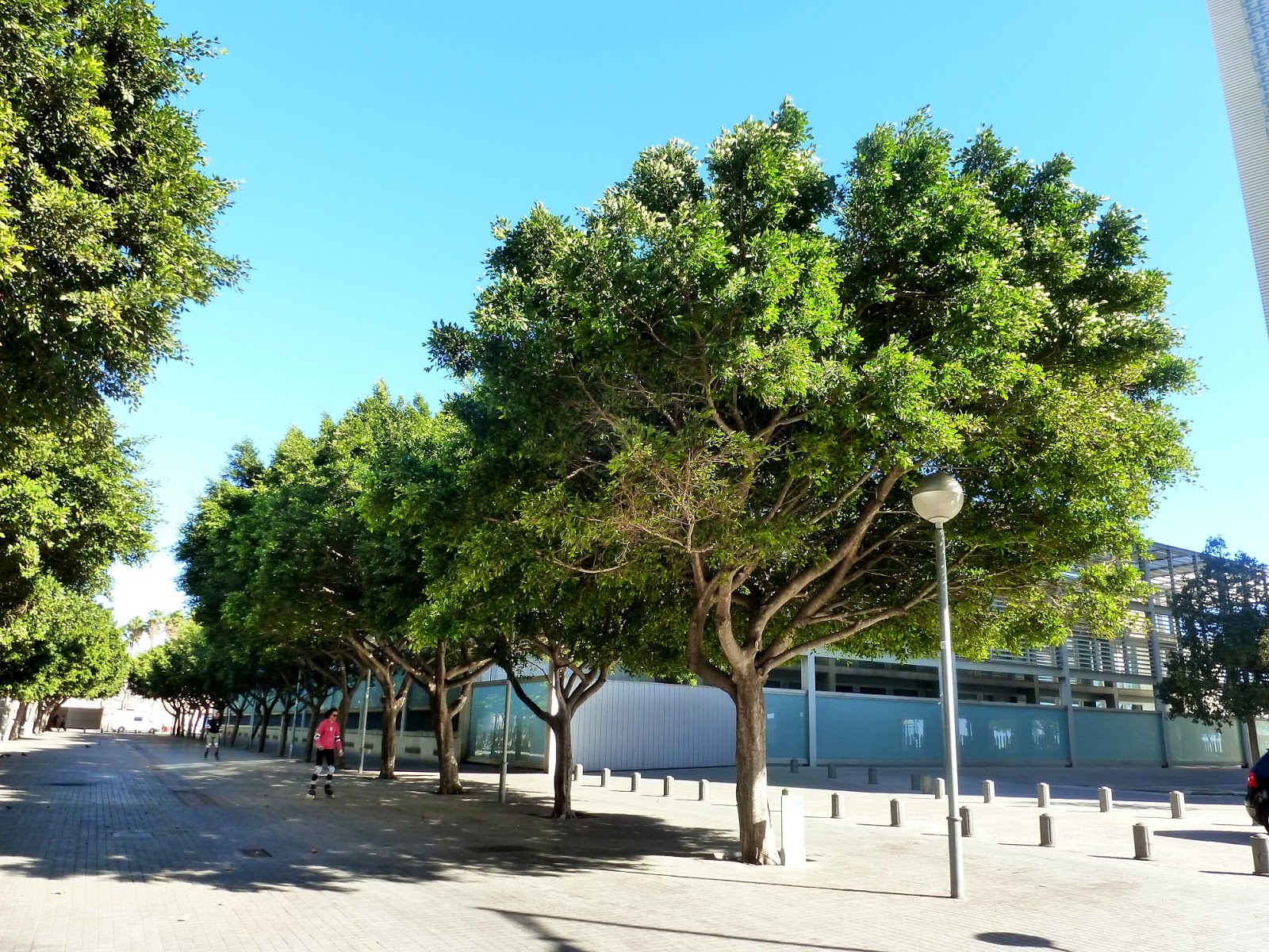 FICUS MICROCARPA: CARACTERISTÍCAS, CUIDADOS Y CULTIVO