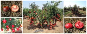 GRANADO: CULTIVO DE LA PUNICA GRANATUM O GRANADA