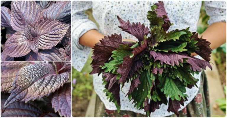 PERILLA SHISHO: CARACTERÍSTICAS, BENEFICIOS, PROPIEDADES