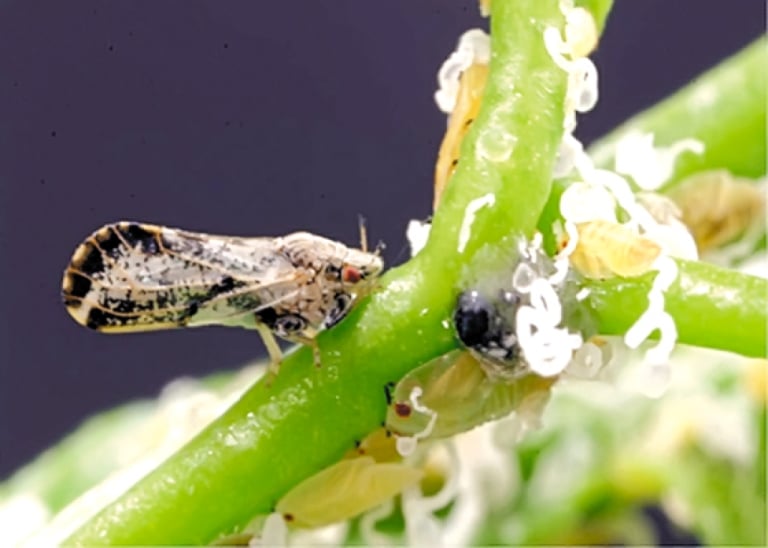 PRINCIPALES PLAGAS Y ENFERMEDADES DEL MAÍZ, Y SU MANEJO