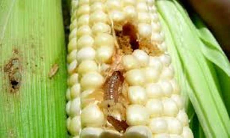 PRINCIPALES PLAGAS Y ENFERMEDADES DEL MAÍZ, Y SU MANEJO