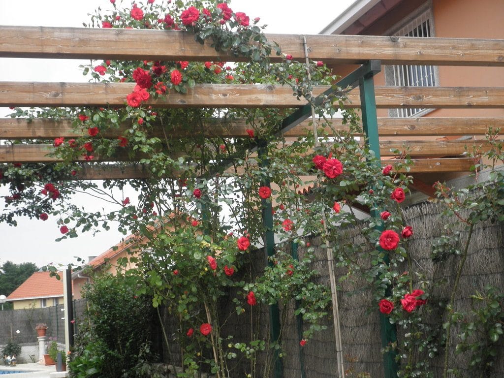 11 Plantas trepadoras de crecimiento rápido para tu jardín