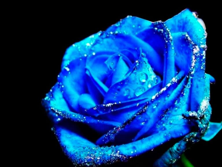 ROSAS AZULES: ORIGEN, SIGNIFICADO, CULTIVO, Y MUCHO MÁS
