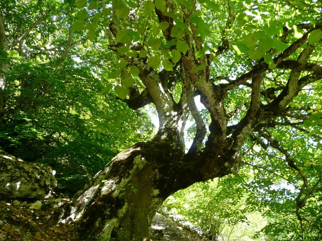 TILO: CULTIVO, CUIDADOS, USOS, BENEFICIOS, Y PROPIEDADES