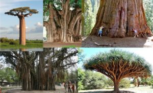 TIPOS DE ÁRBOLES: CARACTERÍSTICAS, HOJAS, FORMAS Y MÁS