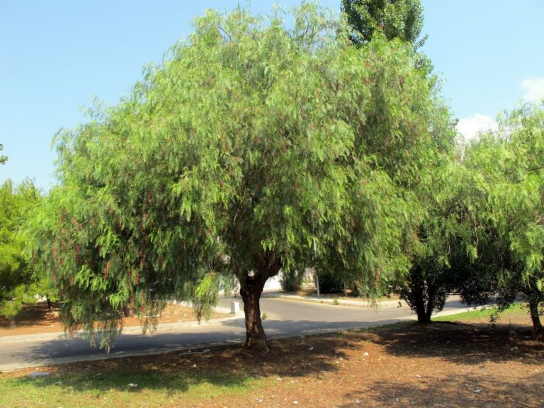 ÁRBOL AGUARIBAY: HERBOTECNIA, CULTIVO, USOS, Y MUCHO MÁS
