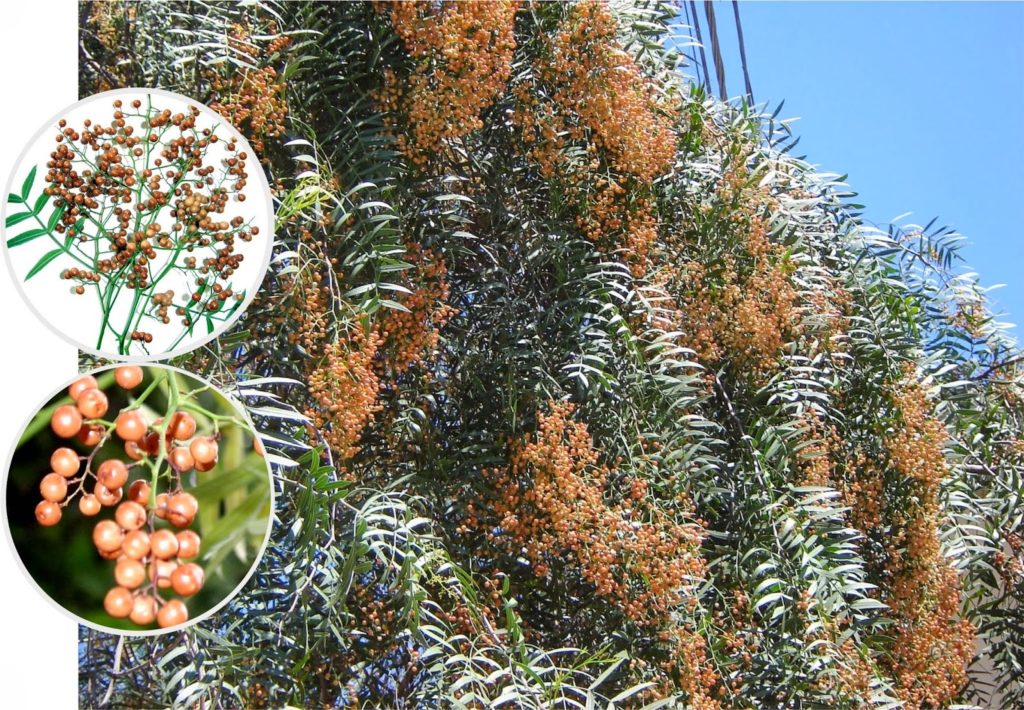 ÁRBOL AGUARIBAY: HERBOTECNIA, CULTIVO, USOS, Y MUCHO MÁS