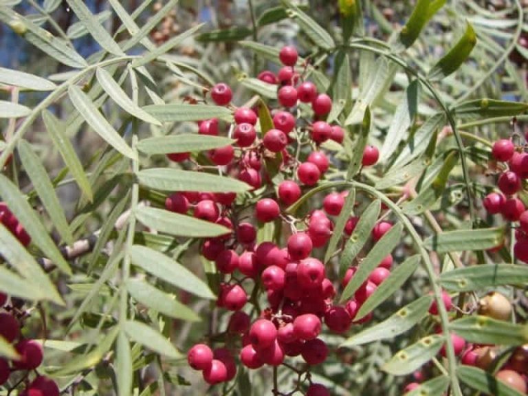 ÁRBOL AGUARIBAY: HERBOTECNIA, CULTIVO, USOS, Y MUCHO MÁS