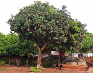 ÁRBOL DE MANGO: CARACTERISTICAS, CULTIVO, FRUTOS