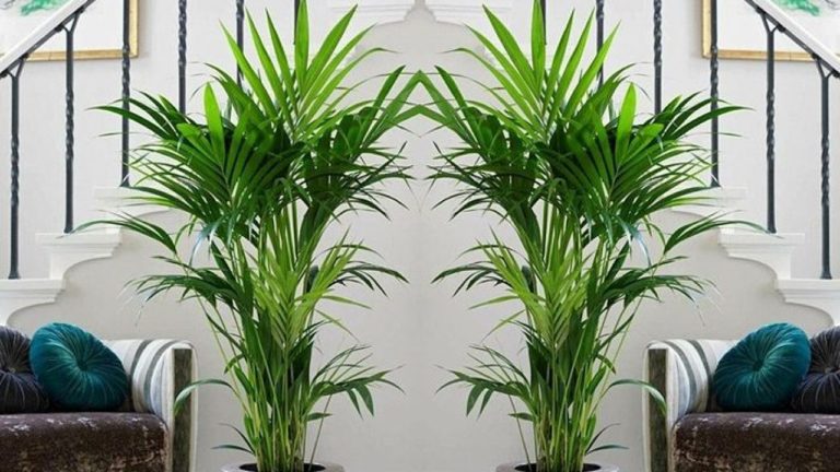 PALMERAS DE INTERIOR: VARIEDADES, CULTIVO Y CUIDADOS