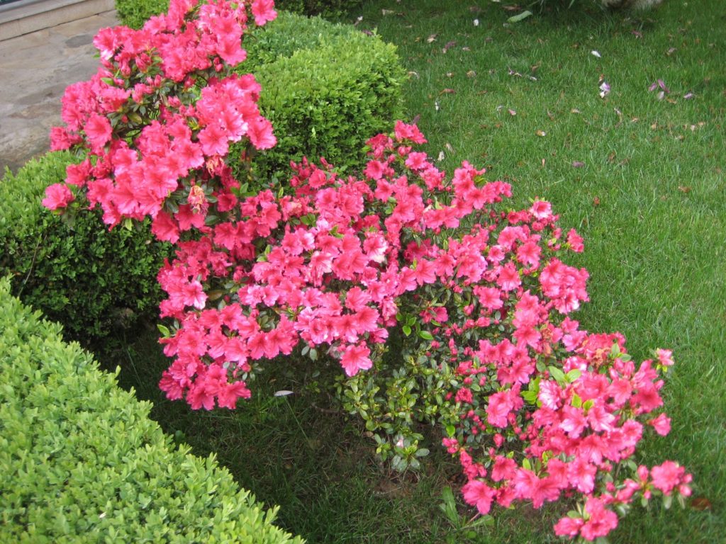 APRENDE CÓMO Y CUANDO PODAR LAS AZALEAS Y SUS CUIDADOS