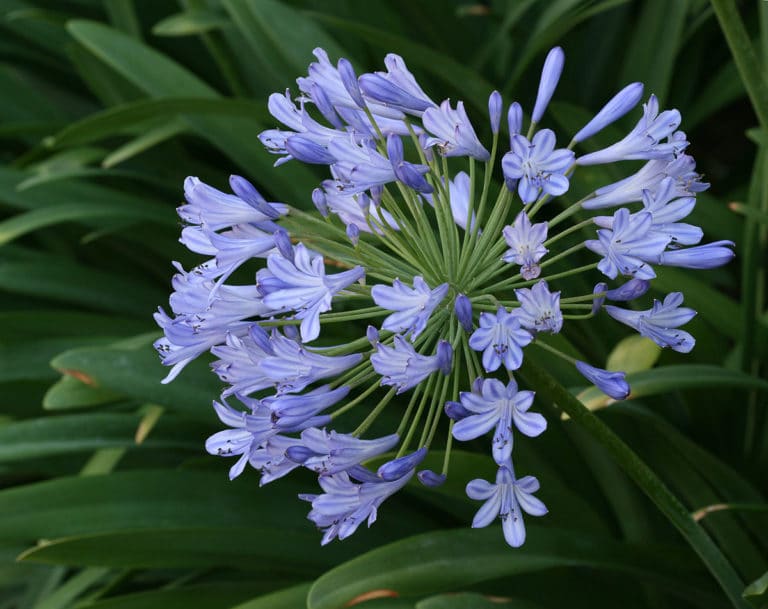 AGAPANTHUS AFRICANUS O AGAPANTO: CULTIVO Y CUIDADOS