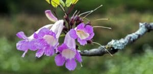 LAPACHO: ORIGEN, CARACTERÍSTICAS, PROPIEDADES, CUIDADOS