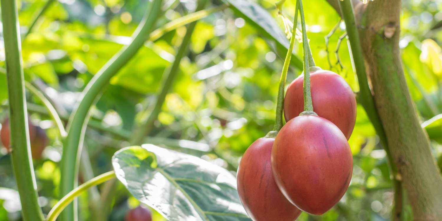 TOMATE DE ÁRBOL: NOMBRE: PROPIEDADES, BENEFICIOS, Y MÁS