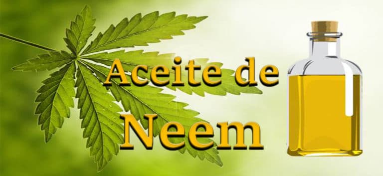 ACEITE DE NEEM: ORIGEN, USOS, PROPIEDADES, Y BENEFICIOS