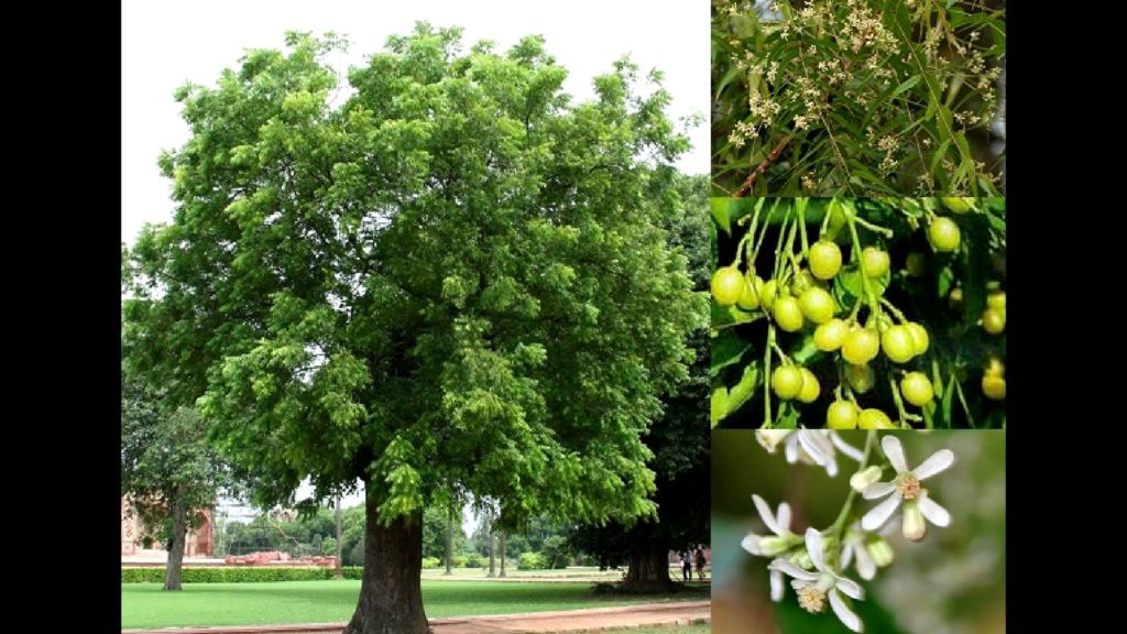 ACEITE DE NEEM: ORIGEN, USOS, PROPIEDADES, Y BENEFICIOS