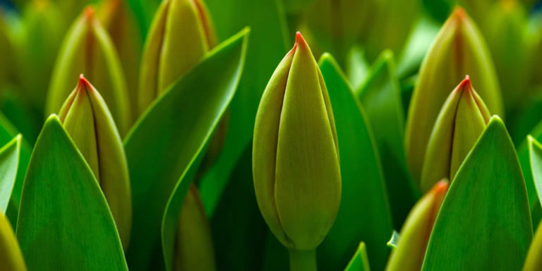 LOS BULBOS: ¿QUÉ ES?, NOMBRES, CARACTERÍSTICAS, PARTES Y CULTIVO