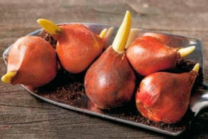 BULBOS: ¿QUÉ ES?, NOMBRES, CARACTERÍSTICAS, Y CULTIVO