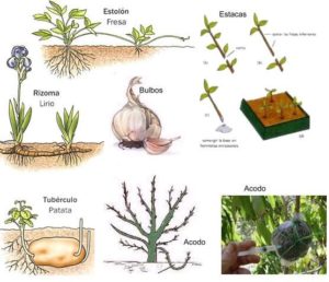 BULBOS: ¿QUÉ ES?, NOMBRES, CARACTERÍSTICAS, Y CULTIVO