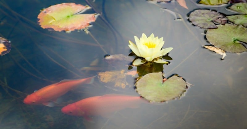 CÓMO HACER UN ESTANQUE EN EL JARDÍN EN POCOS PASOS