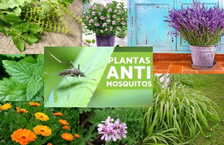LAS MEJORES PLANTAS ANTIMOSQUITOS QUE AHUYENTAN RÁPIDO