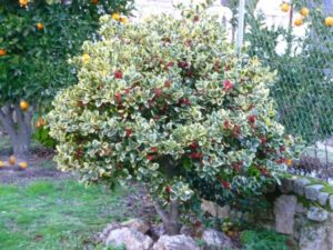 ACEBO: ¿QUÉ ES?, CARACTERÍSTICAS, CUIDADOS, CULTIVO Y MÁS