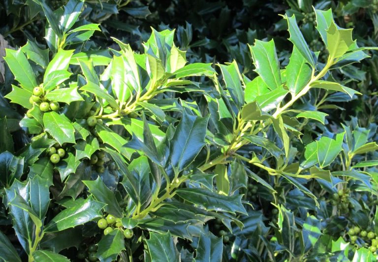 ACEBO: ¿QUÉ ES?, CARACTERÍSTICAS, CUIDADOS, CULTIVO Y MÁS